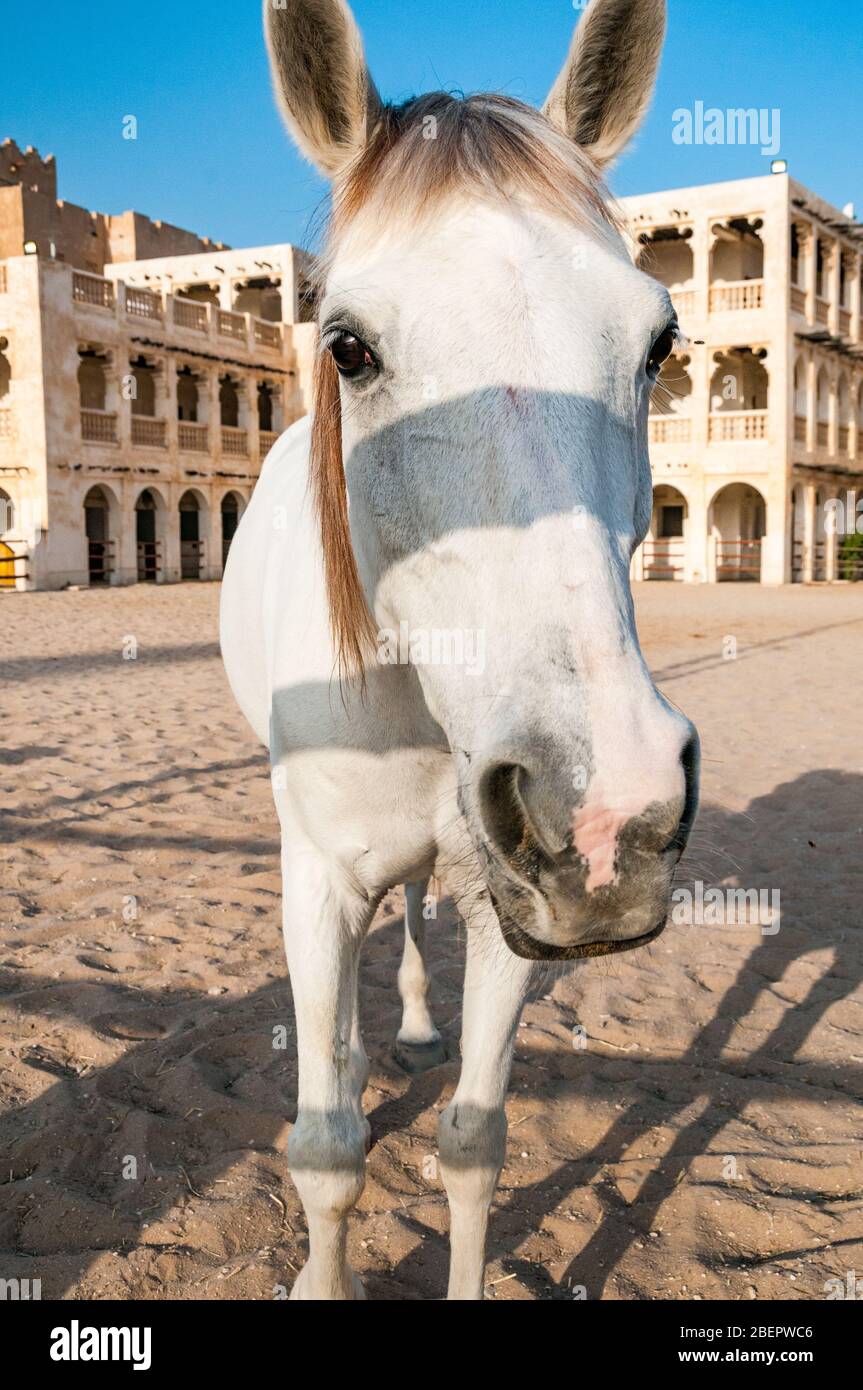 Qatar doha horse hi-res stock photography and images - Alamy