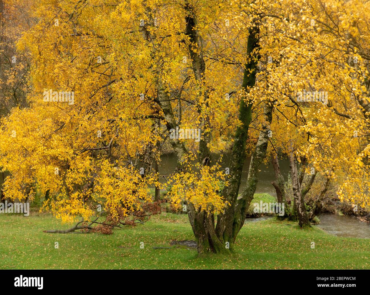 Glorious autumn tree by the River Ogwen Stock Photo - Alamy