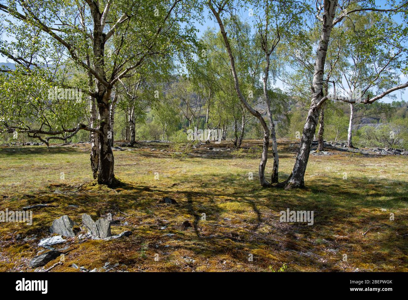 Silver birch trees in spring hi-res stock photography and images - Alamy