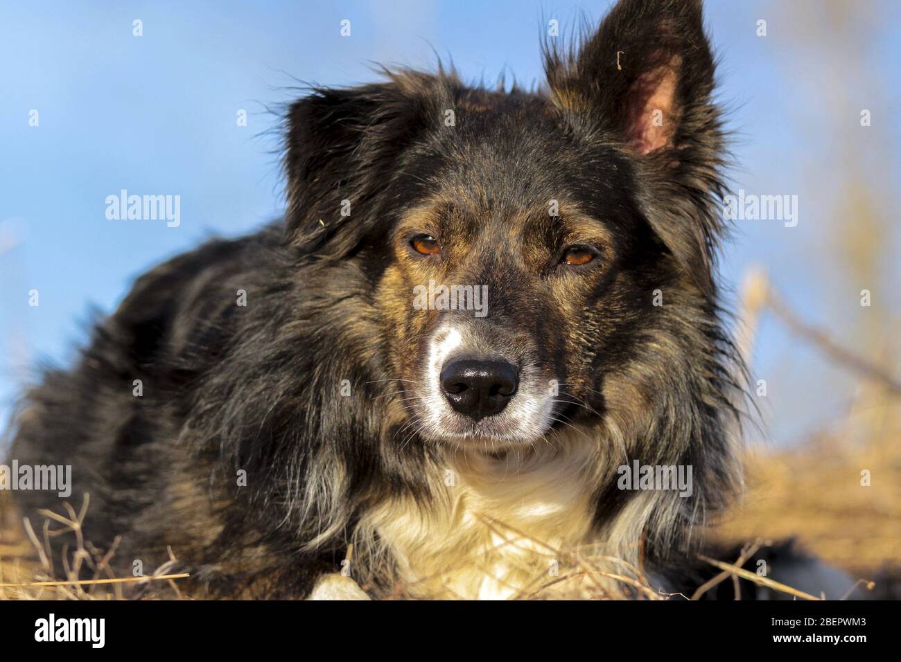 Cute and handsome dog Stock Photo - Alamy