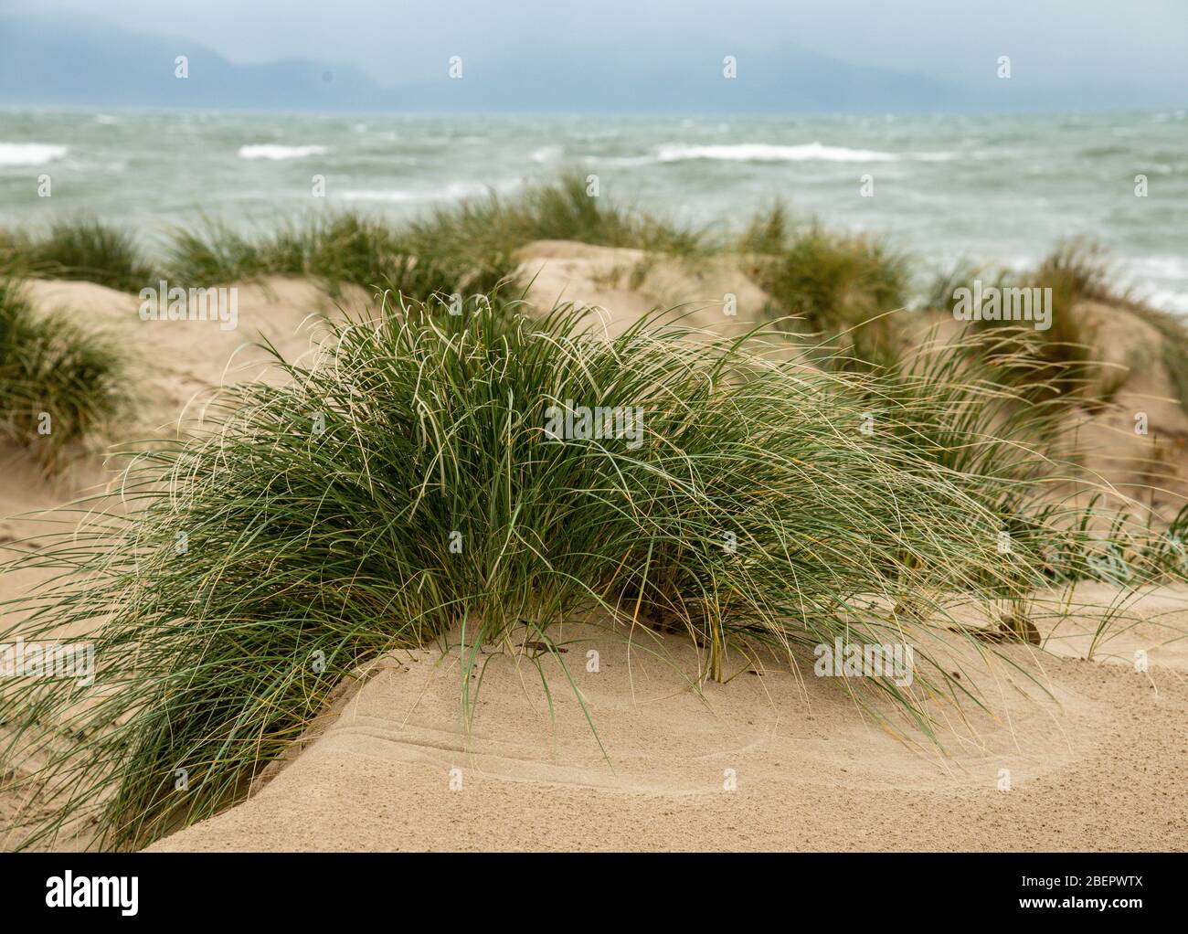 Sand dunes with grasses hi-res stock photography and images - Alamy