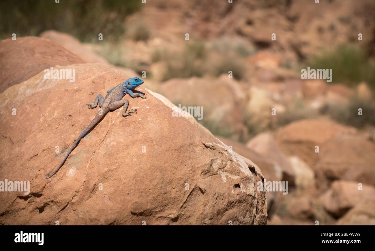 A Sinai Agama lizard (Blue Lizard) on a rock on the Wadi Dana Trail ...