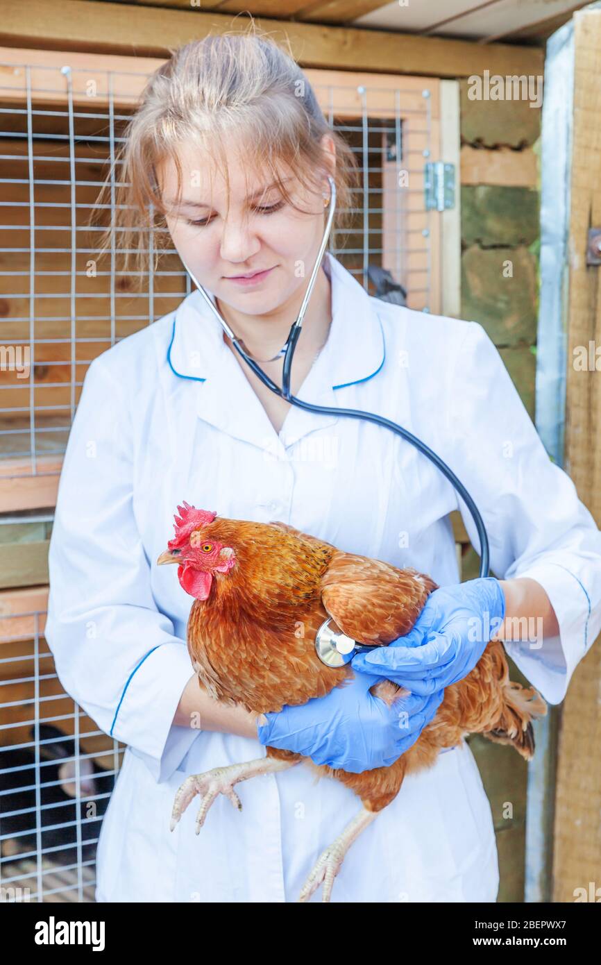 Happy young veterinarian woman with stethoscope holding and examining ...