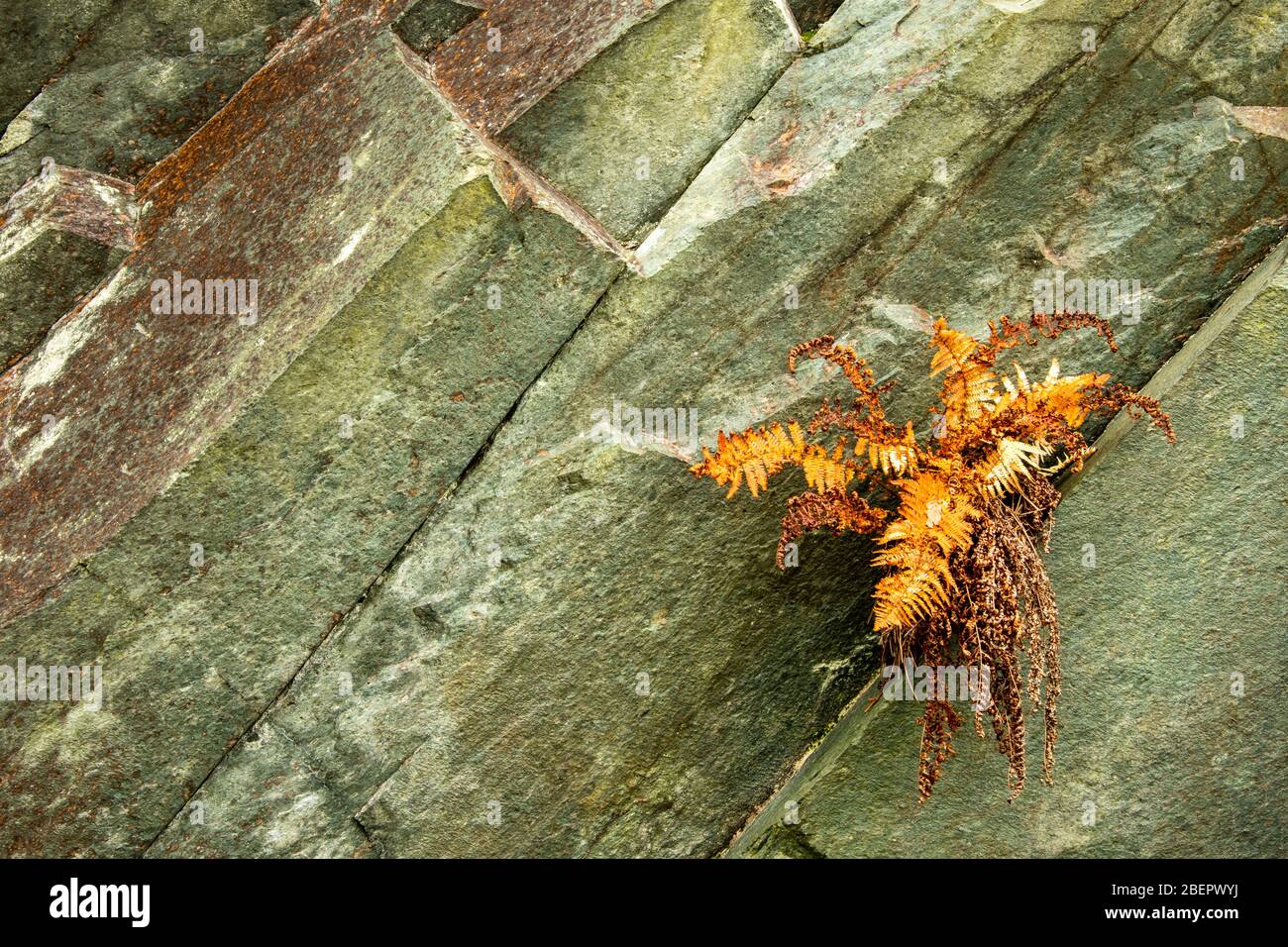 Dead fern in slate rock face Stock Photo - Alamy
