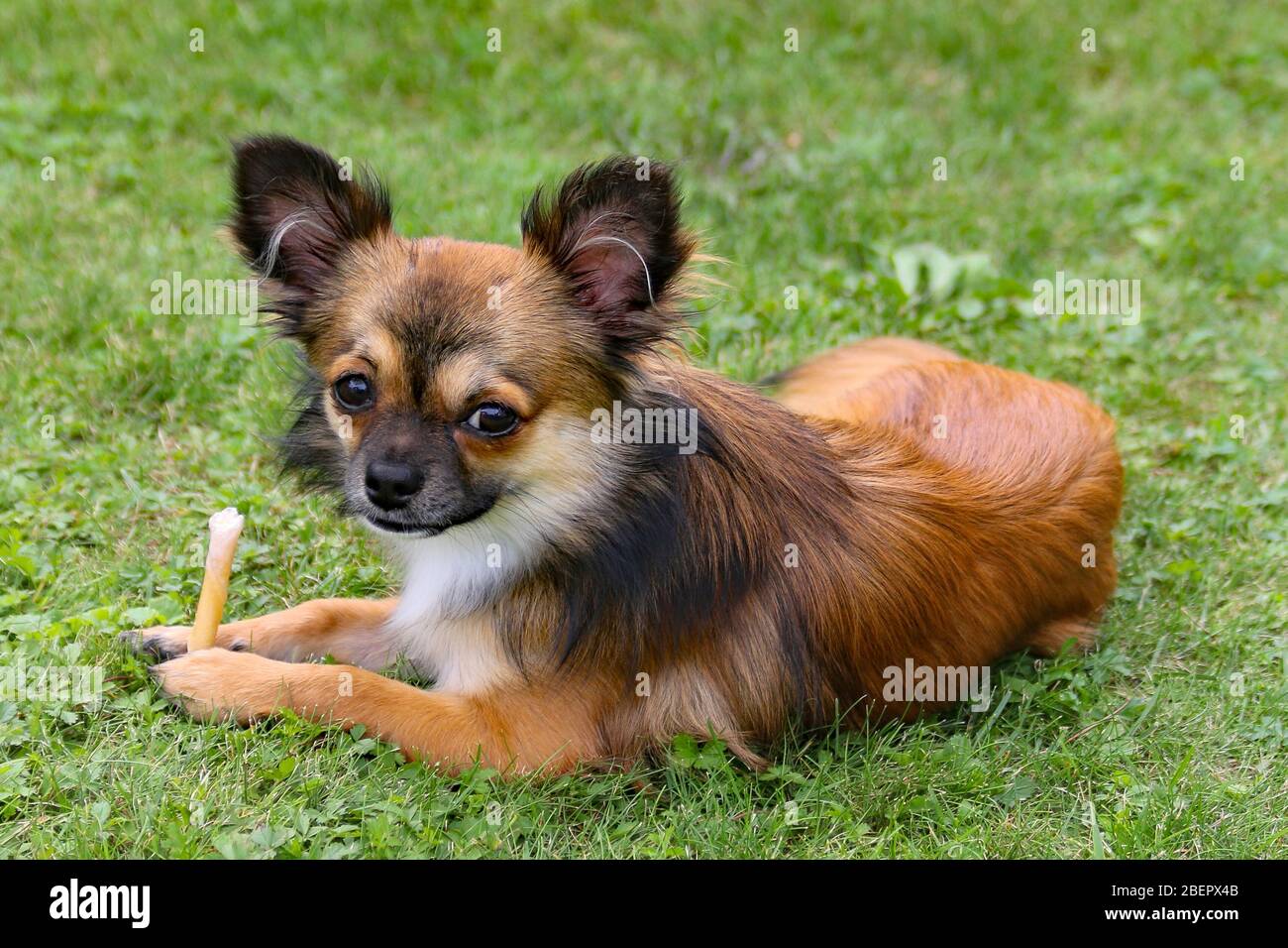 Cute and handsome dog Stock Photo - Alamy