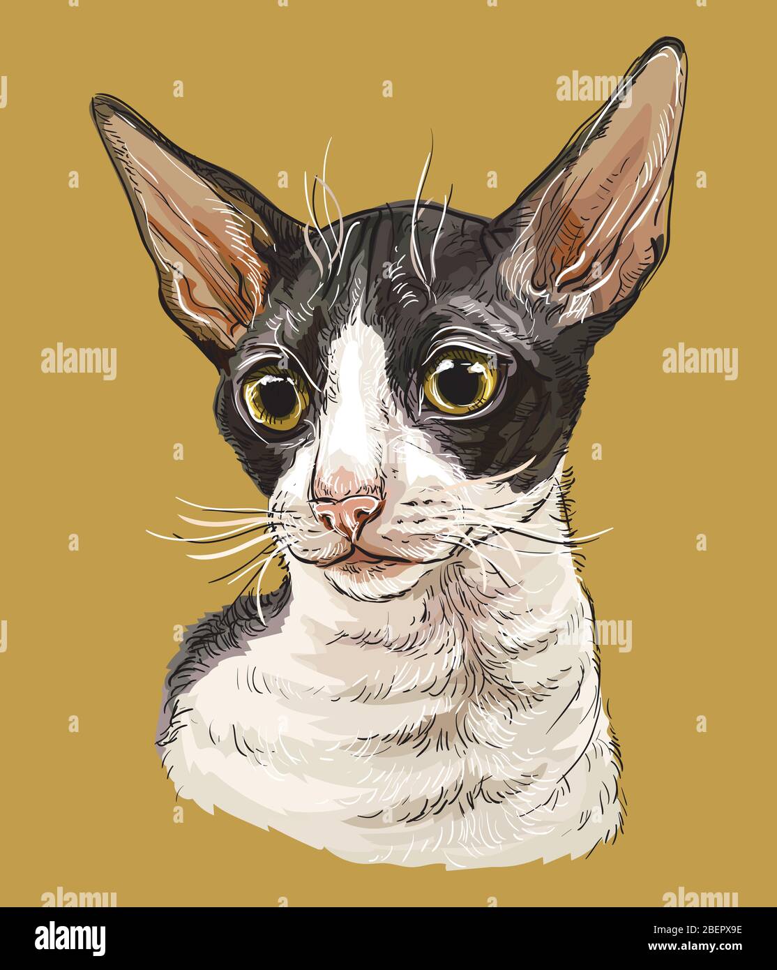 Colorful vector hand drawing portrait of Cornish Rex cat isolated on ...