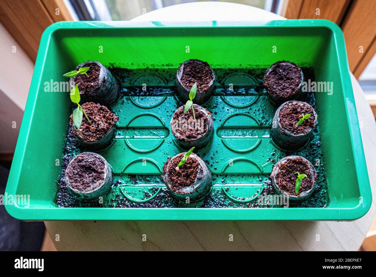 Growing vegetables form seed indoors in mini greenhouse. Tiny chilli ...