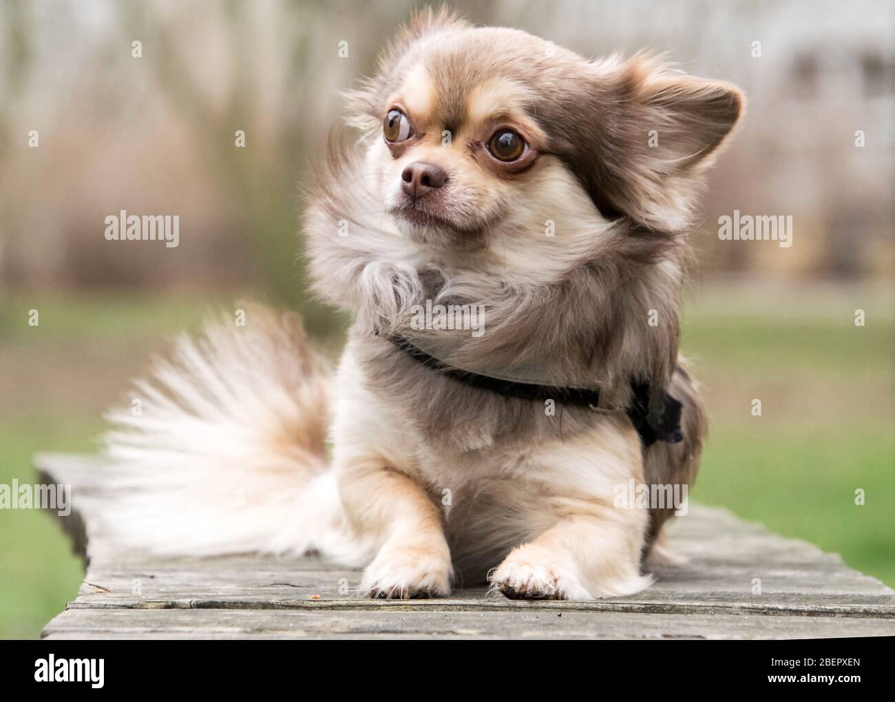 Cute and handsome dog Stock Photo - Alamy