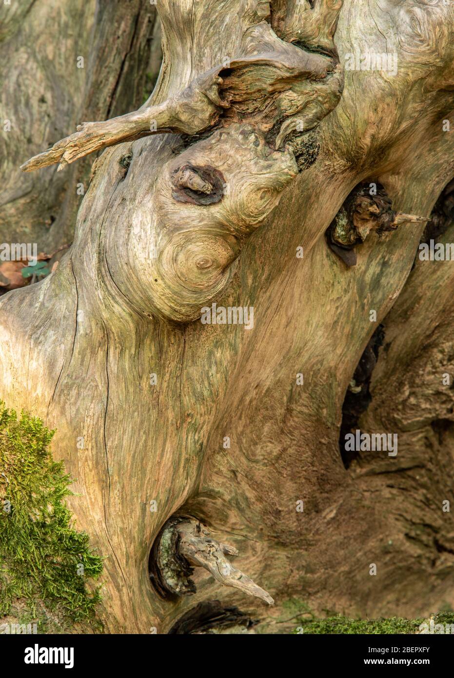 Scary tree hi-res stock photography and images - Alamy