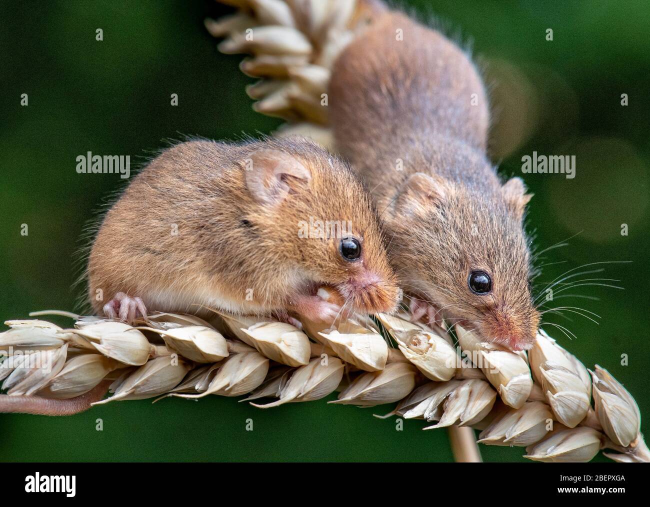 Eurasian harvest mice hi-res stock photography and images - Alamy