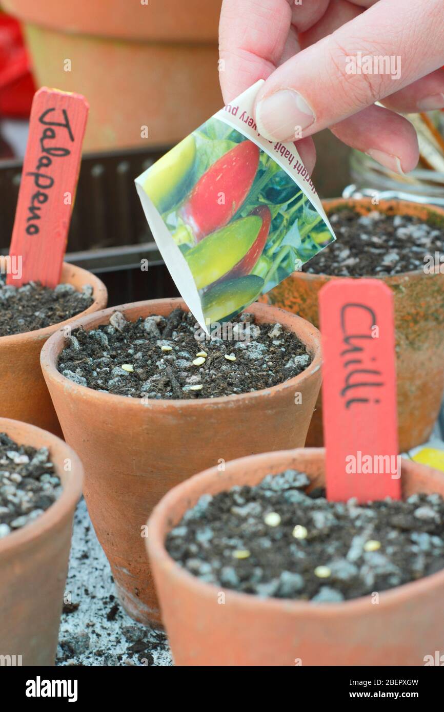 Sow chili seed hi-res stock photography and images - Alamy