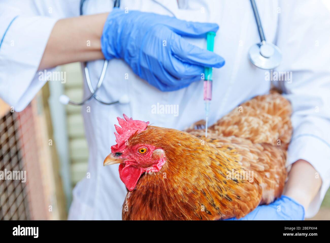 Sick chicken animal hi-res stock photography and images - Alamy