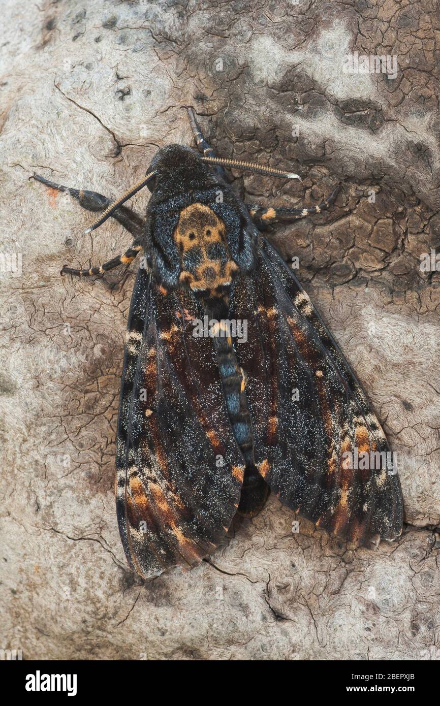 Insect s log hi-res stock photography and images - Alamy