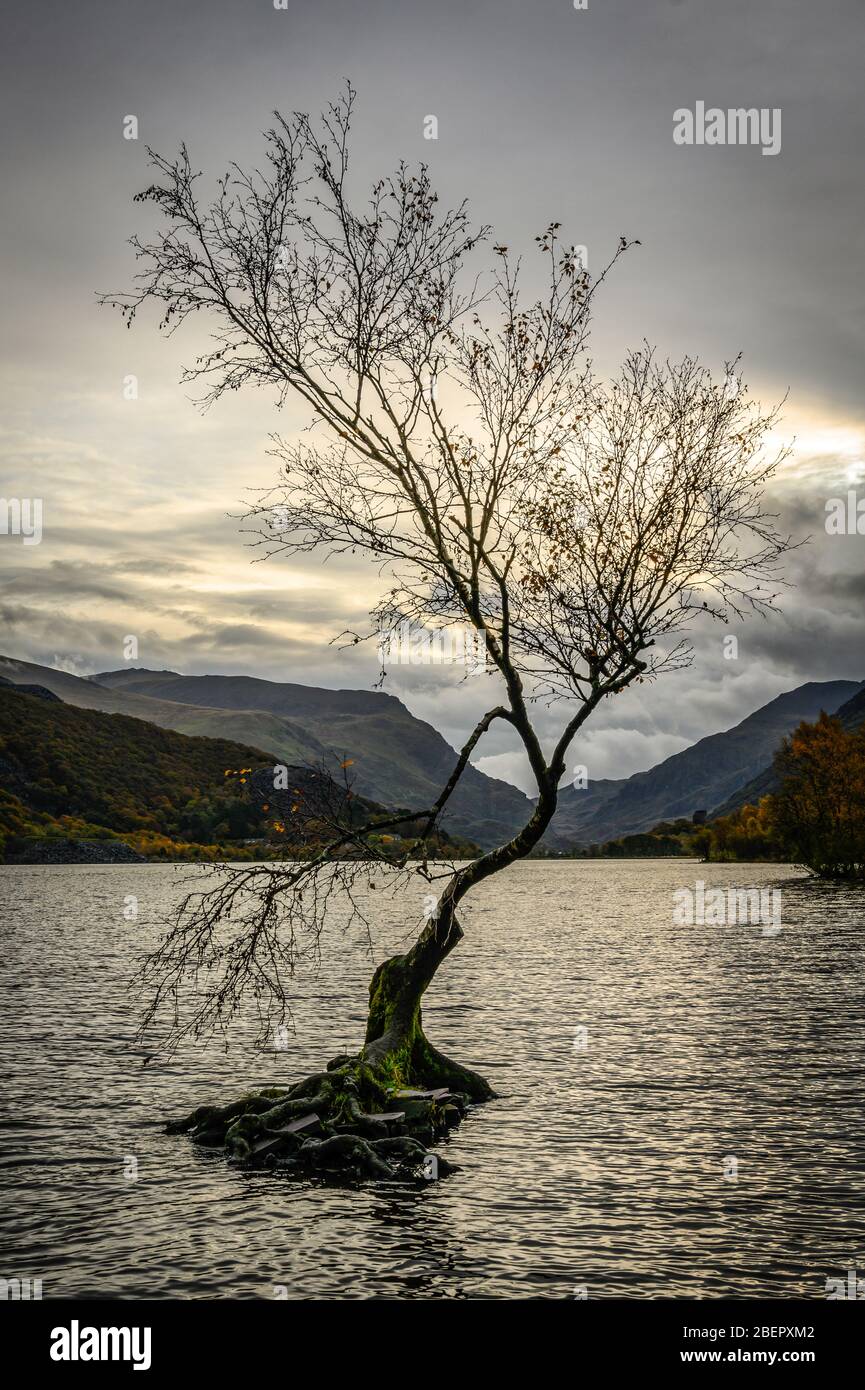 Close up of lone tree at Llyn Padern in Llanberis Stock Photo - Alamy