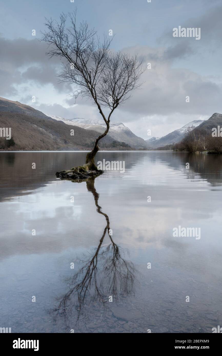 The lone tree wales hi-res stock photography and images - Alamy