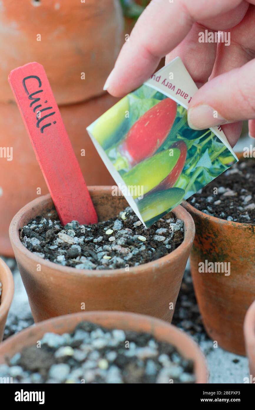 How to sow chillies hi-res stock photography and images - Alamy