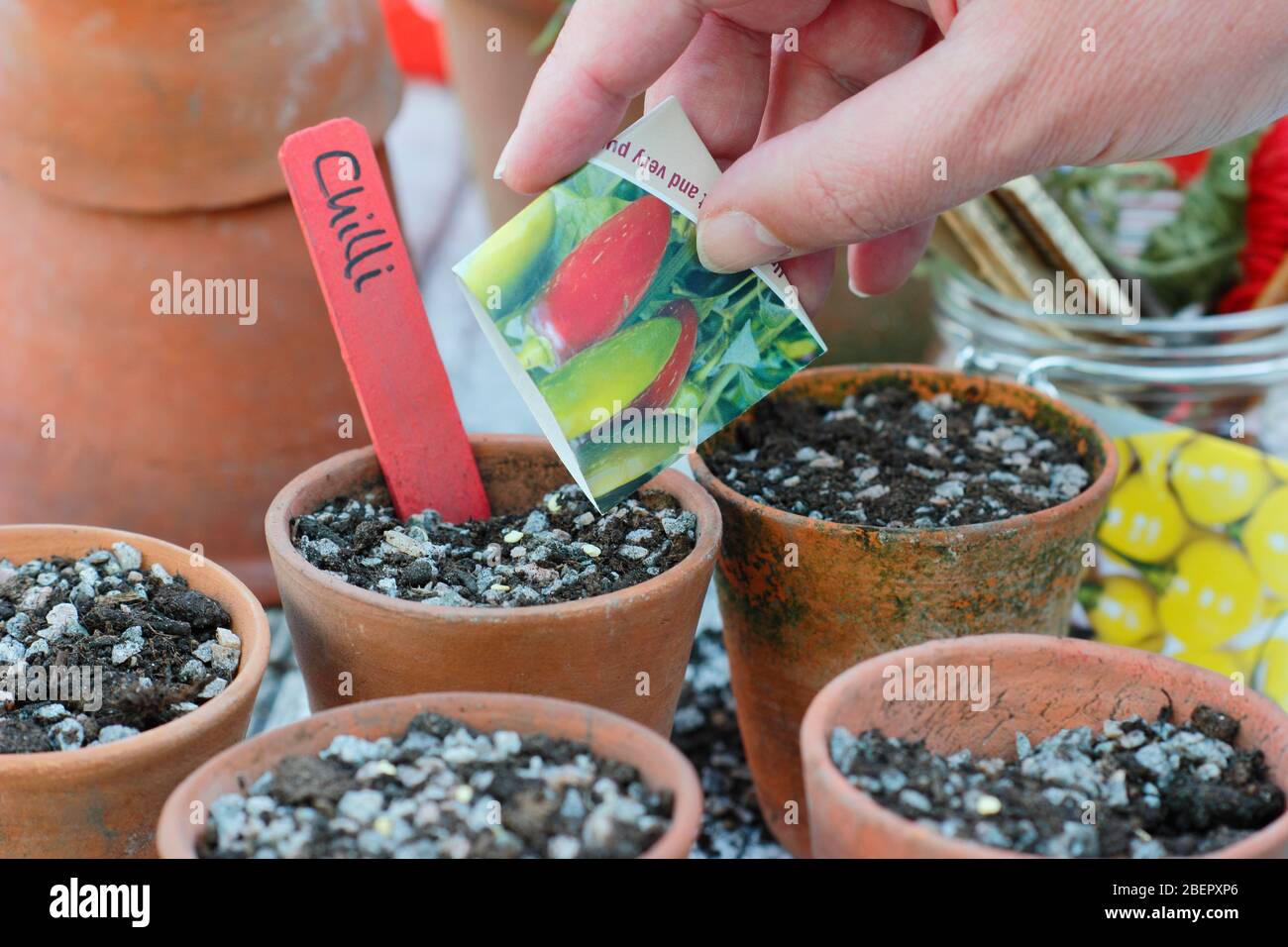 Chillies growing under cover hi-res stock photography and images - Alamy