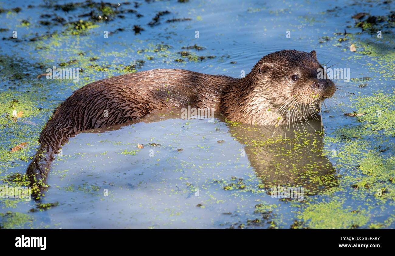 Swimmming hi-res stock photography and images - Alamy