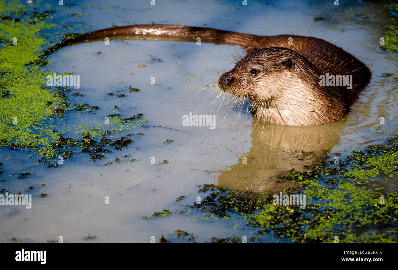Otter swimmming in habitat Stock Photo - Alamy