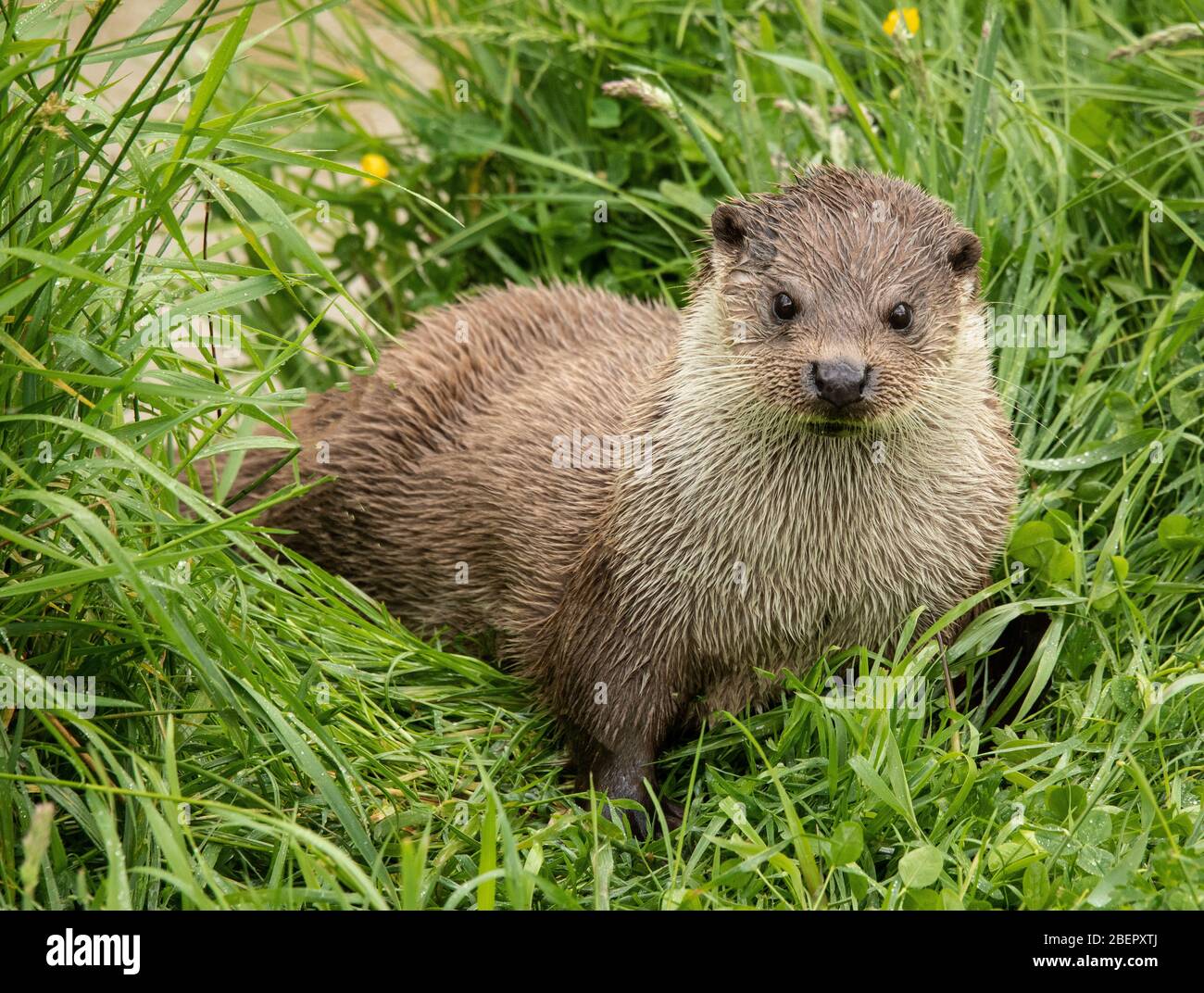 Waterside grass hi-res stock photography and images - Alamy
