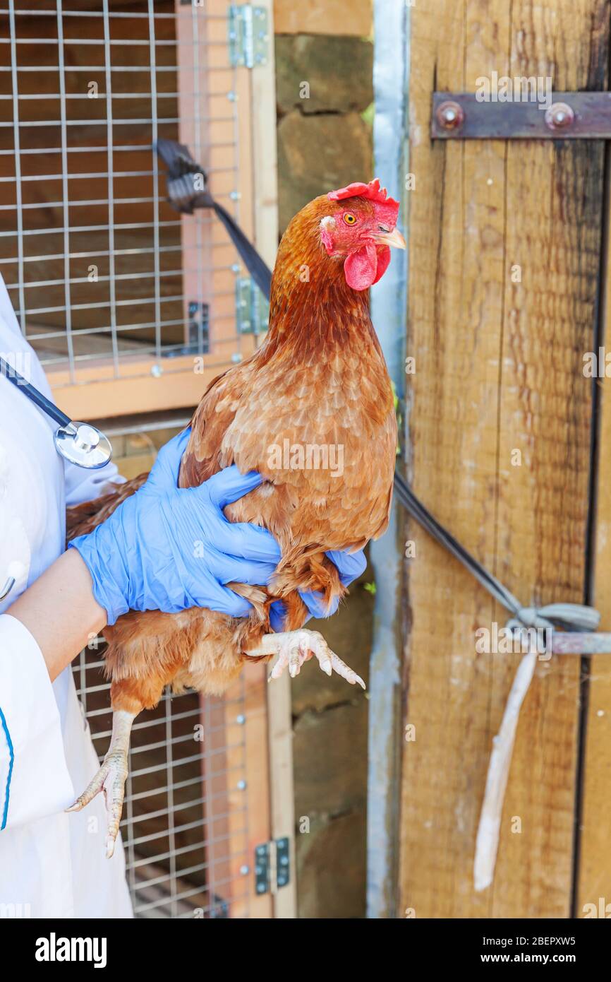 Happy young veterinarian woman with stethoscope holding and examining ...