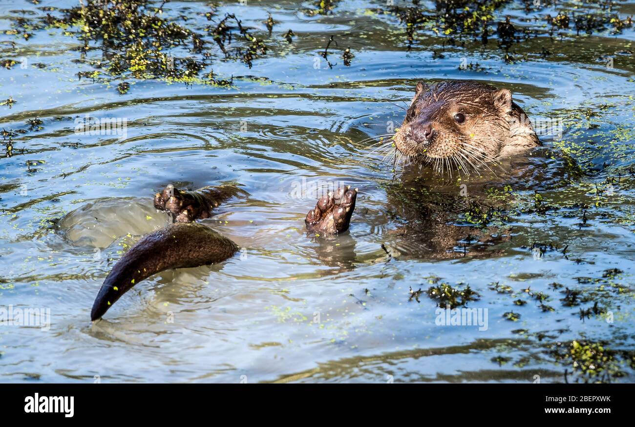 Otter uk back hi-res stock photography and images - Alamy