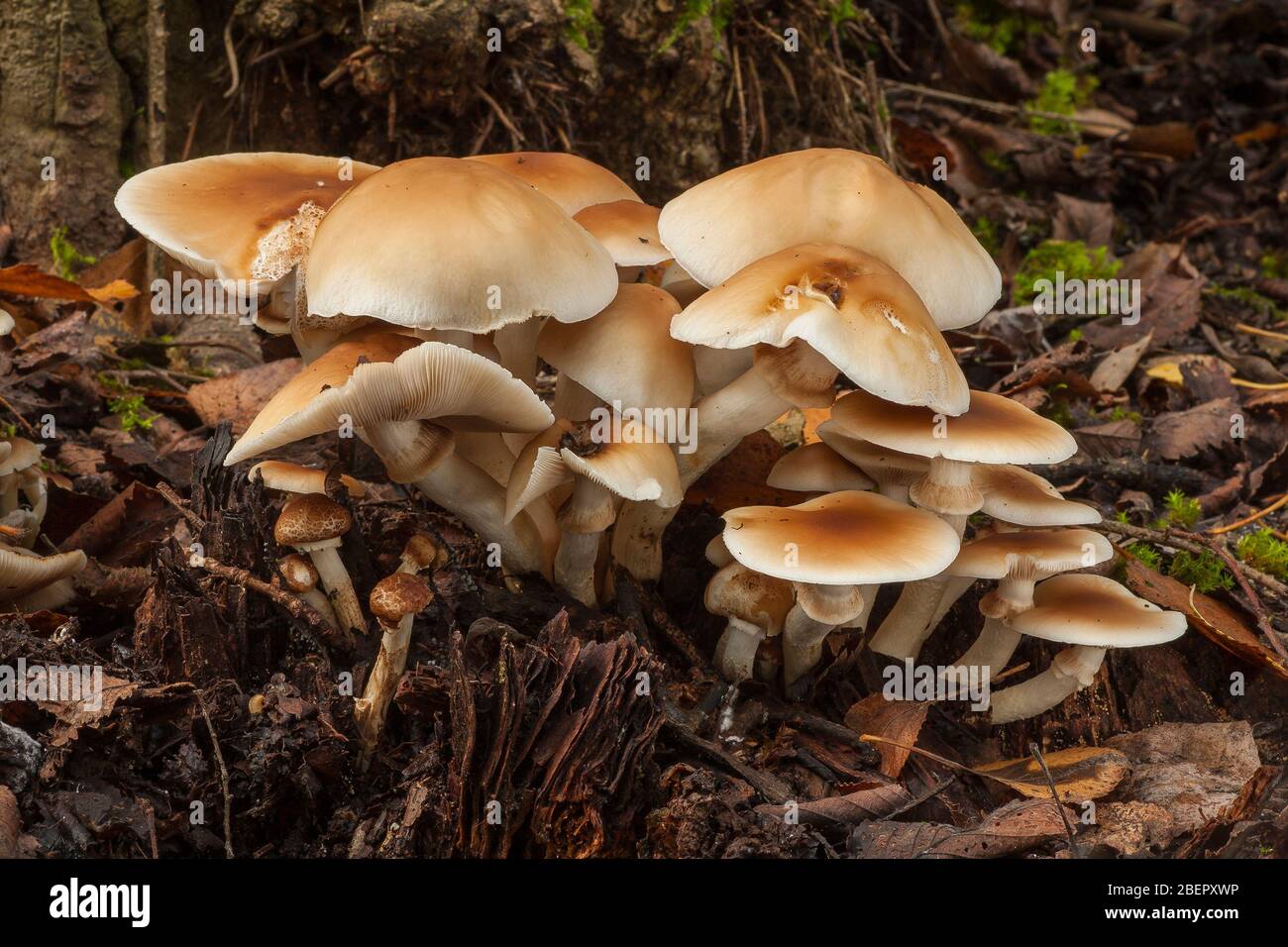 Agrocybe High Resolution Stock Photography and Images - Alamy