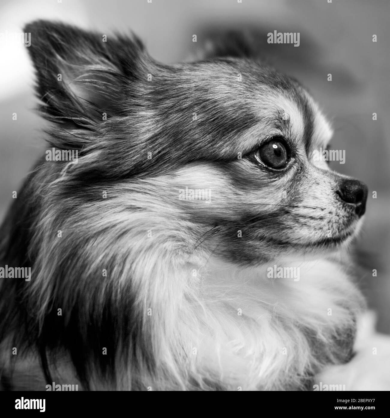 Cute and handsome dog Stock Photo - Alamy