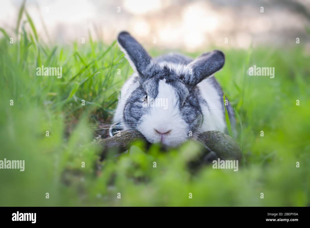 Portrait of a cute dutch rabbit, adorable bunny, bokeh background Stock ...