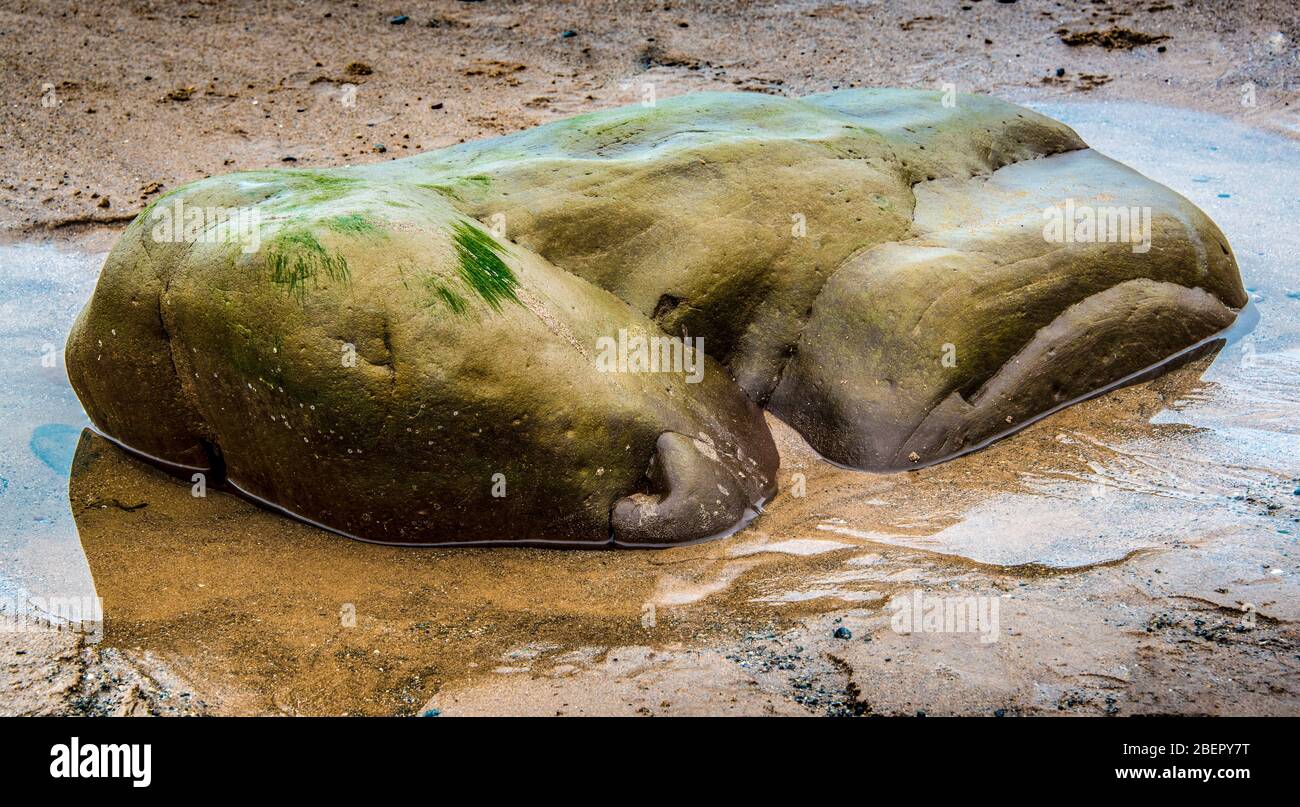 Rock on a beach resembling a sea creature Stock Photo - Alamy
