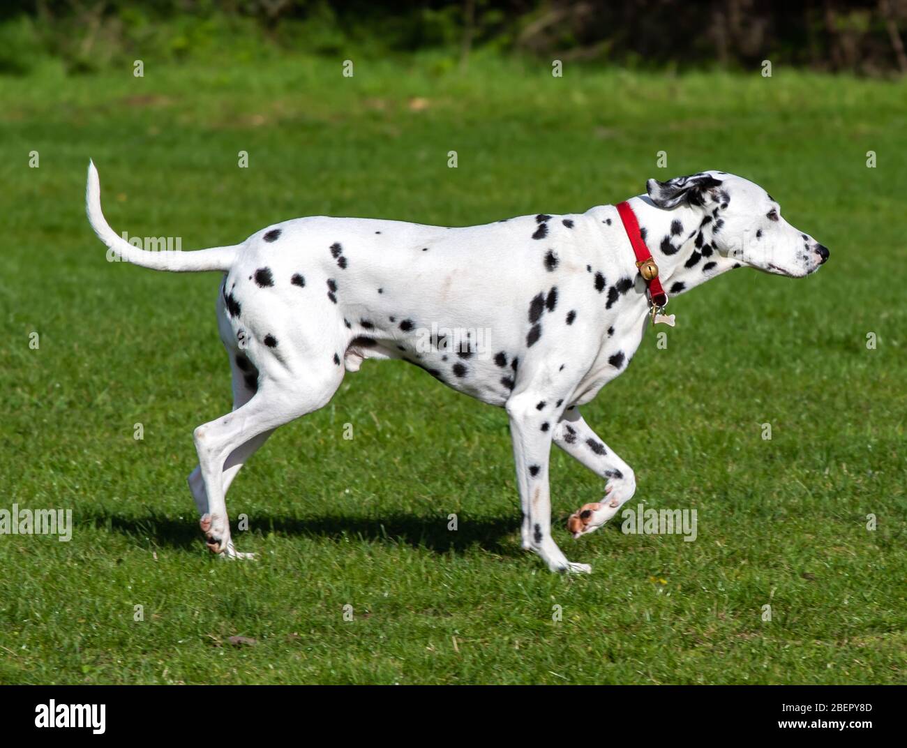 Cute and handsome dog Stock Photo - Alamy