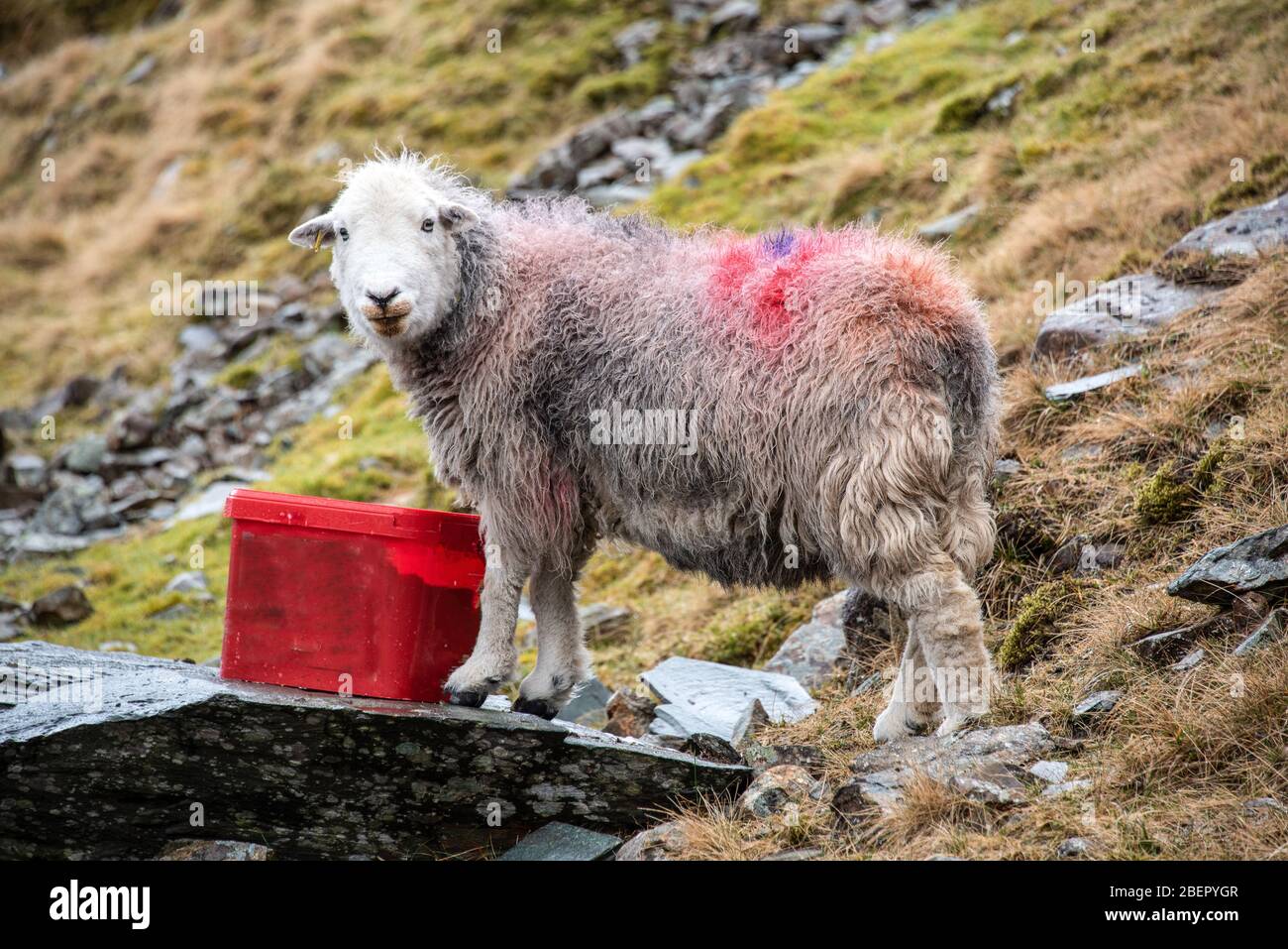 Mountain sheep at salt lick in a Lake District pass Stock Photo - Alamy