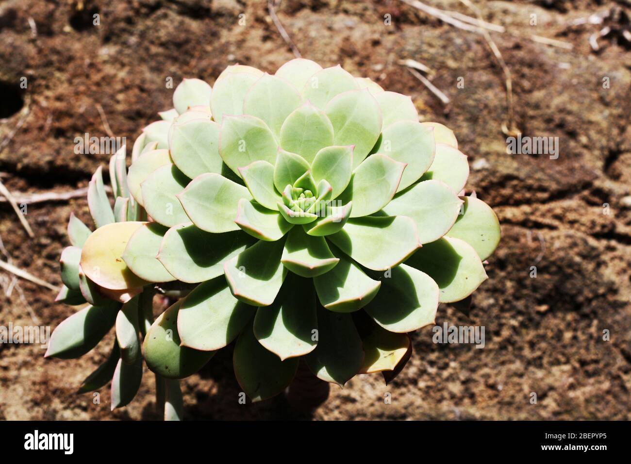 Dickblattgewächs aeonium percarneum Stock Photo - Alamy