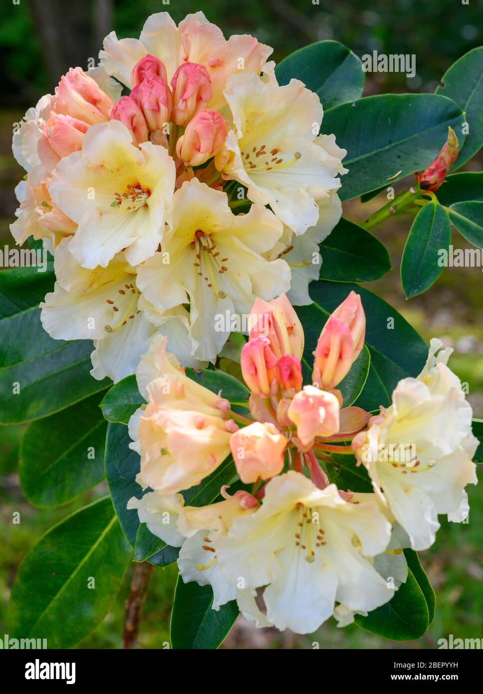 Rhododendron pink white flowers hi-res stock photography and images - Alamy