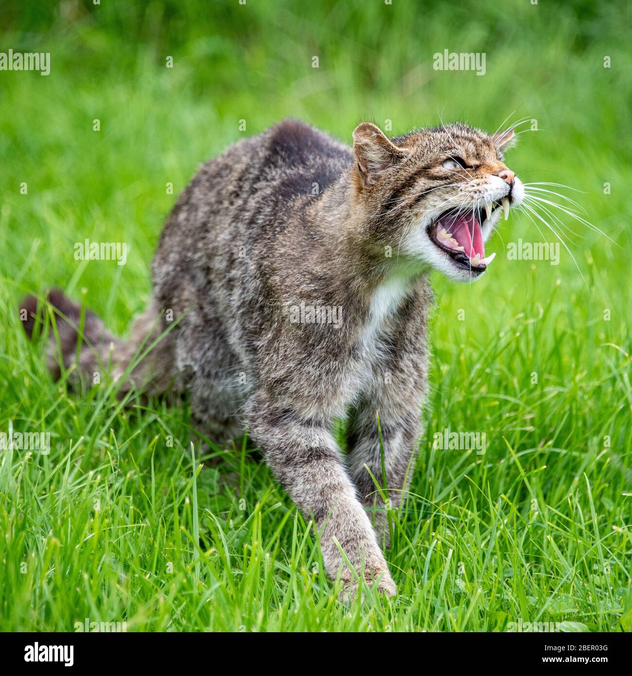 Wild cat hissing a warning Stock Photo - Alamy