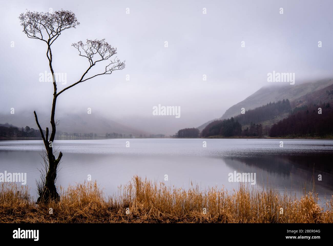 Buttermere lone tree hi-res stock photography and images - Alamy