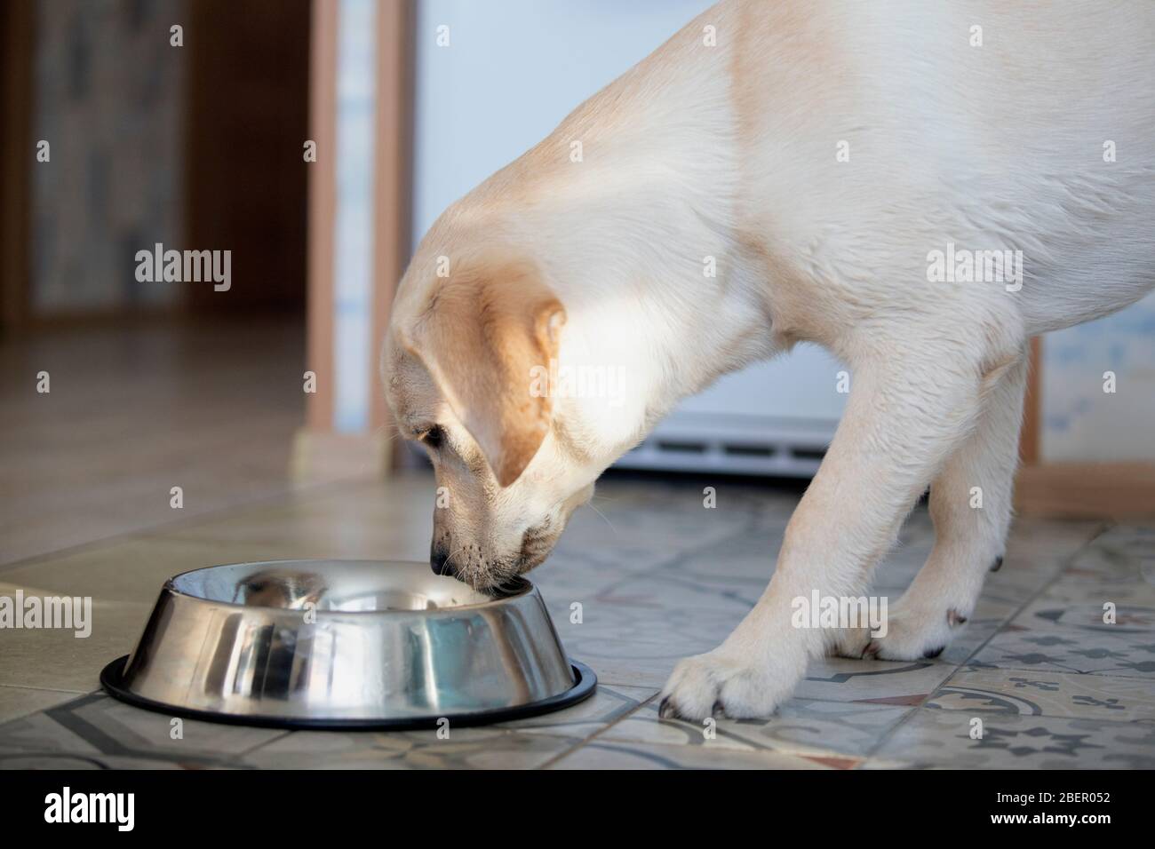 Cute dog eating dog food from bowl at home Stock Photo - Alamy