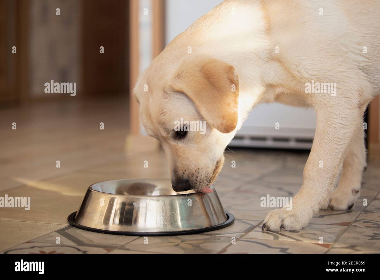 Labrador eating at table hi-res stock photography and images - Alamy