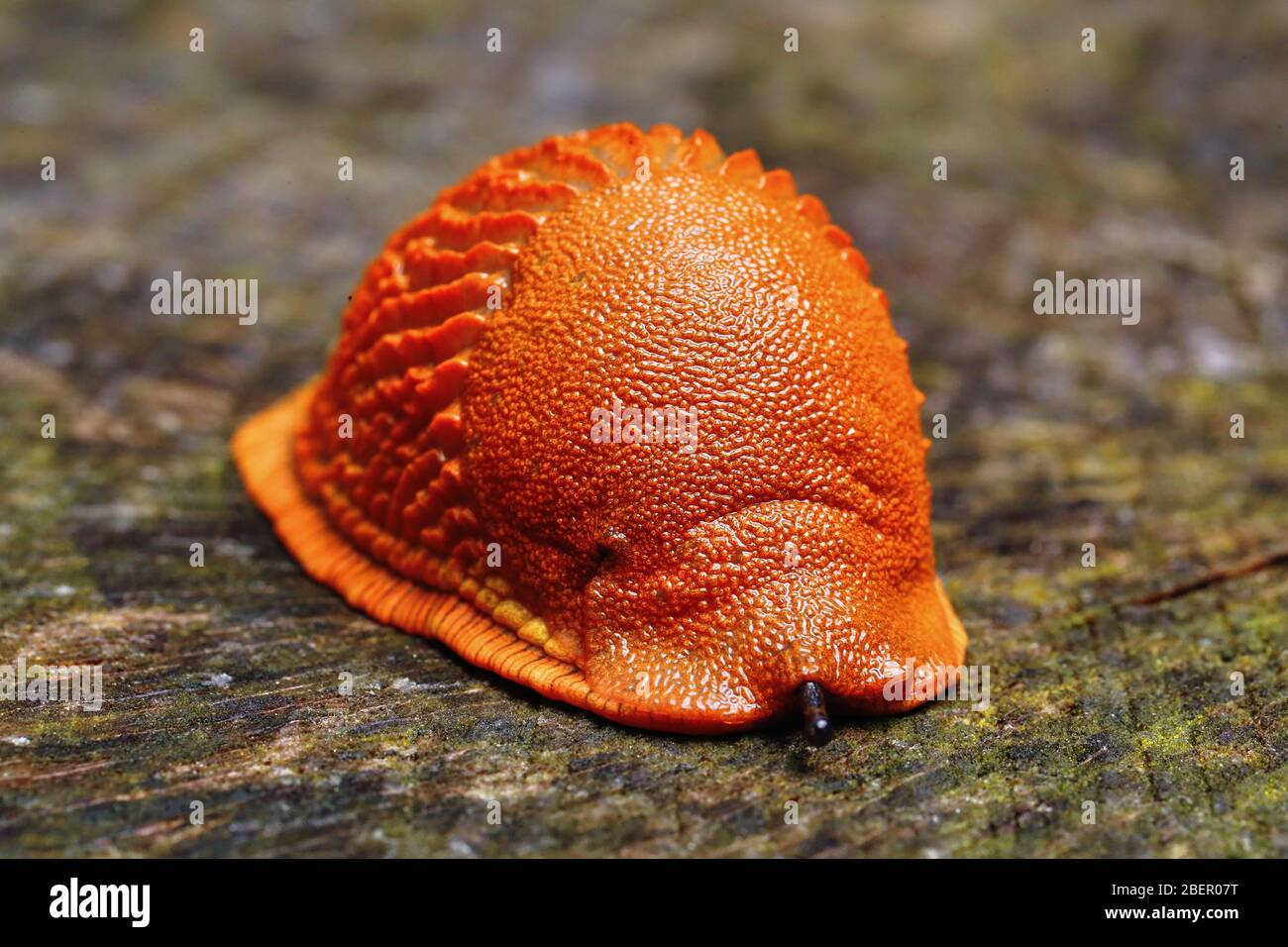 Slug on a rock Stock Photo - Alamy