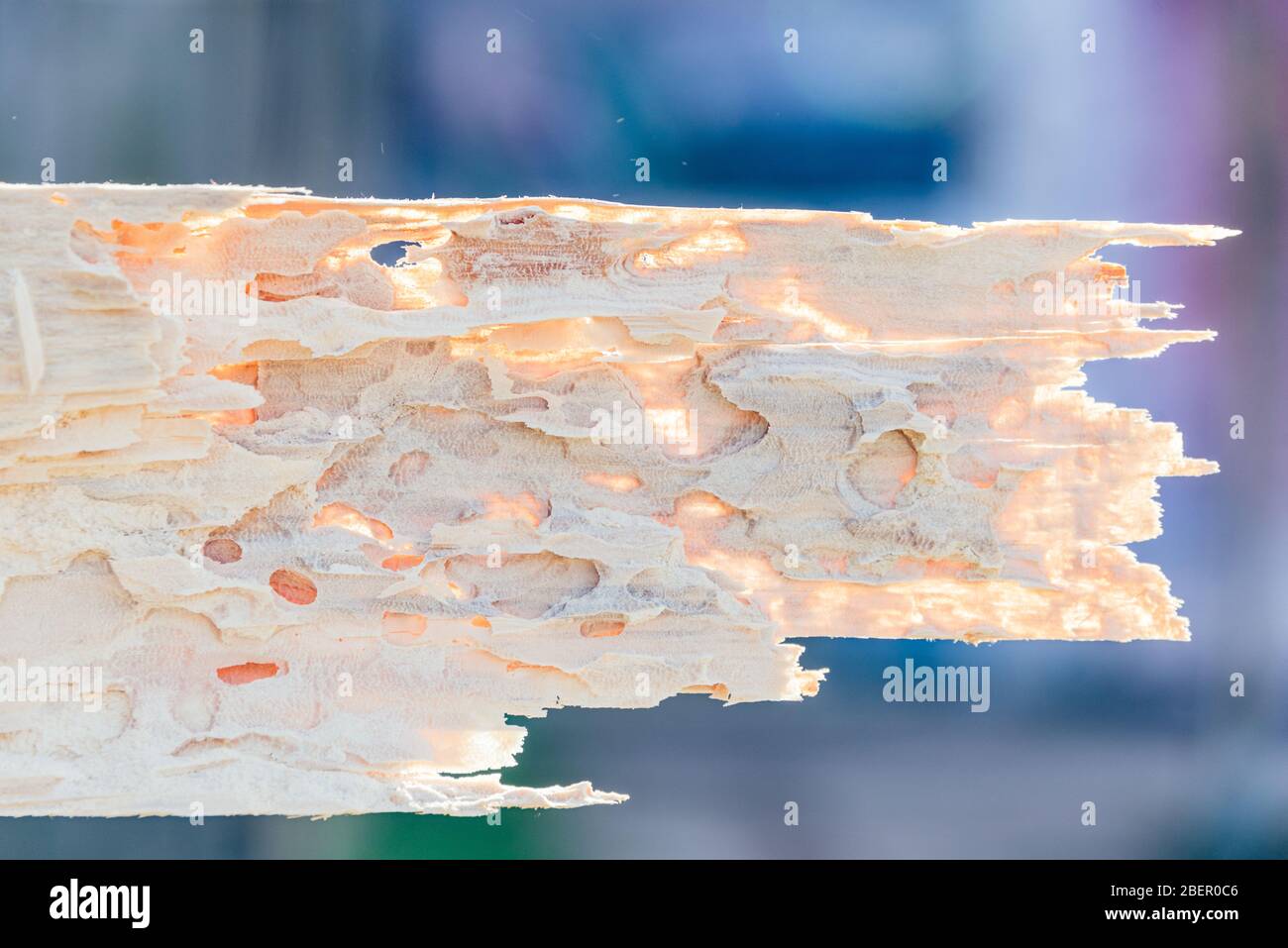 Dry wooden board, sawn timber damaged by pests. Small worms, powder ...
