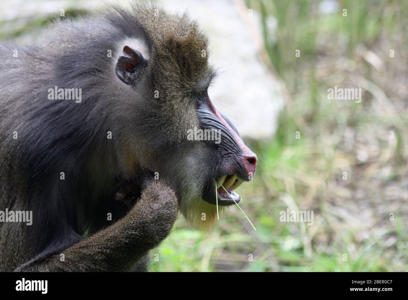 Mandrill Stock Photo - Alamy