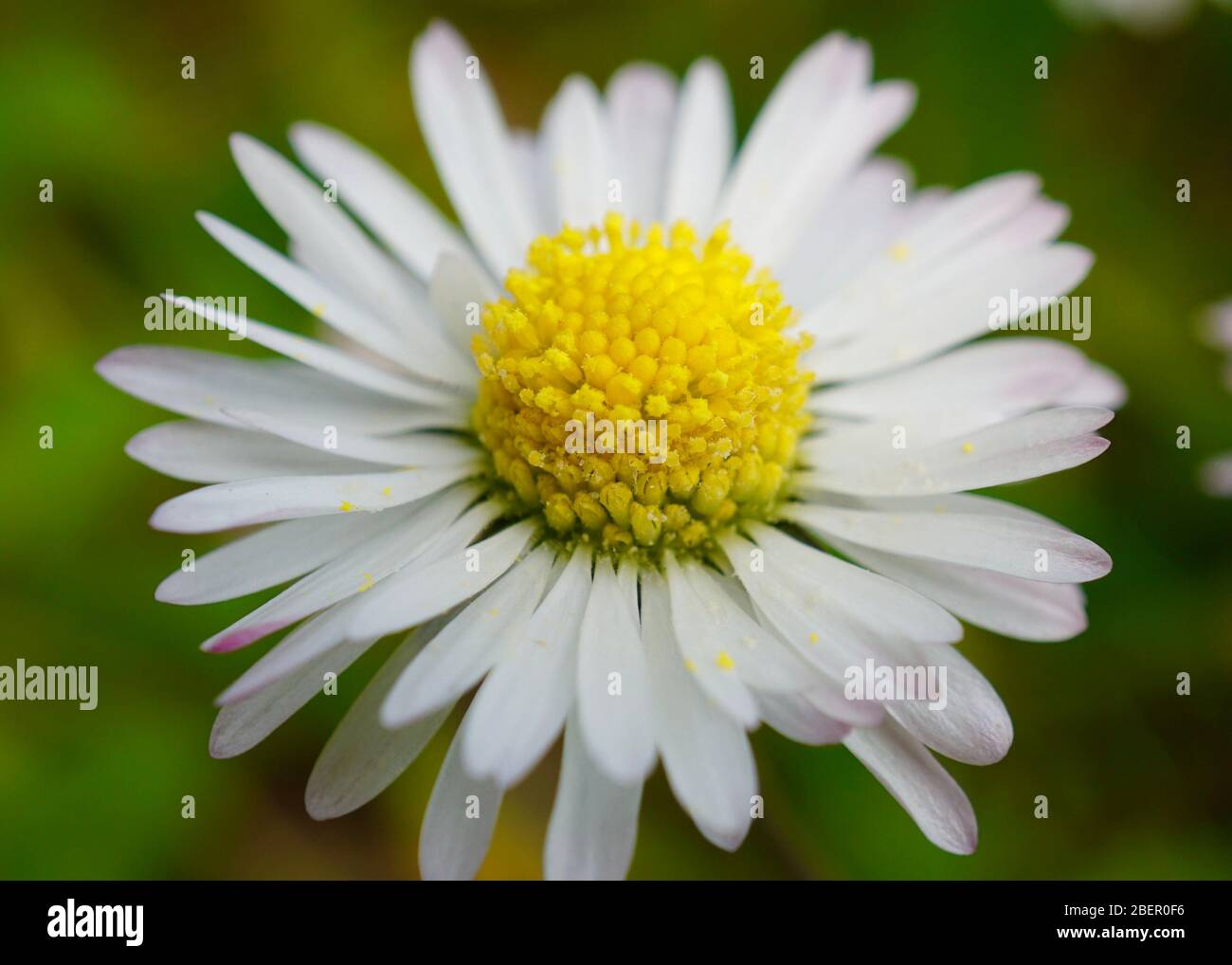 Daisy lawn uk hi-res stock photography and images - Alamy