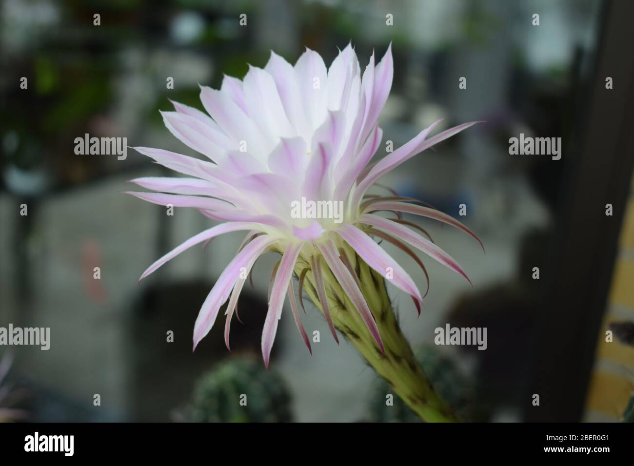 queen of the night cactus blooming Stock Photo - Alamy