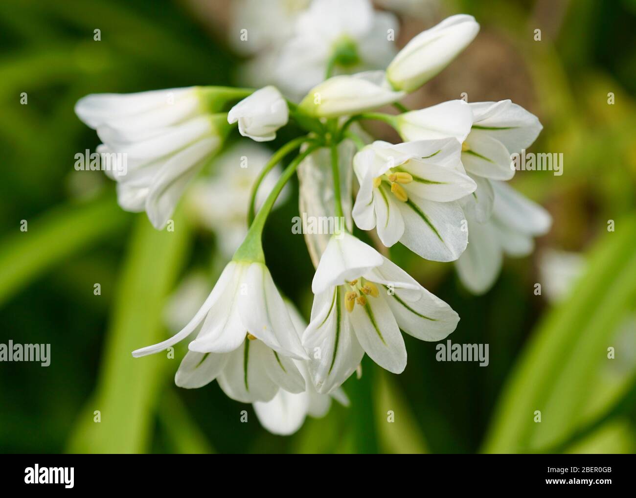 Three Cornered Garlic High Resolution Stock Photography and Images - Alamy