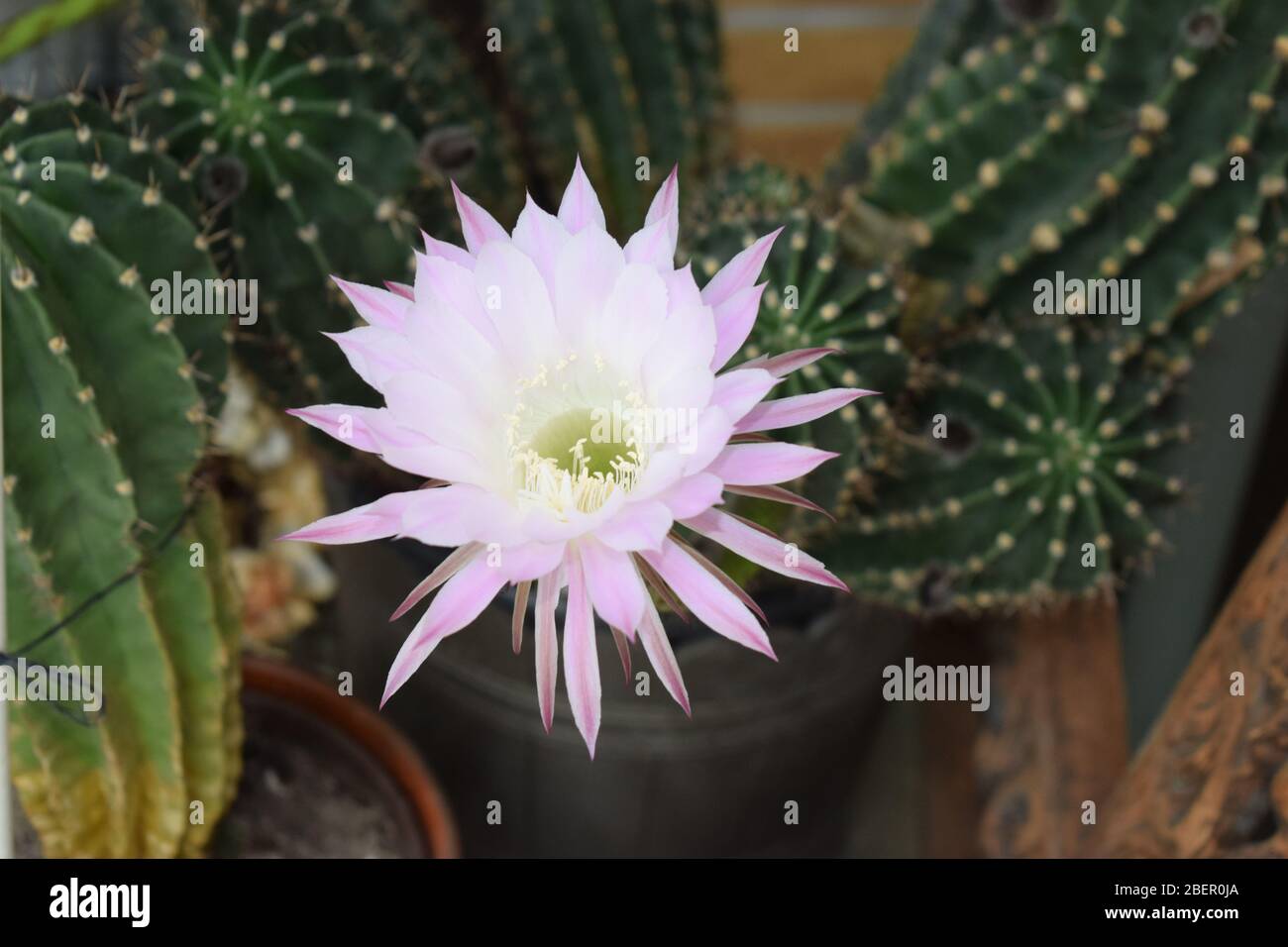 queen of the night cactus blooming Stock Photo - Alamy