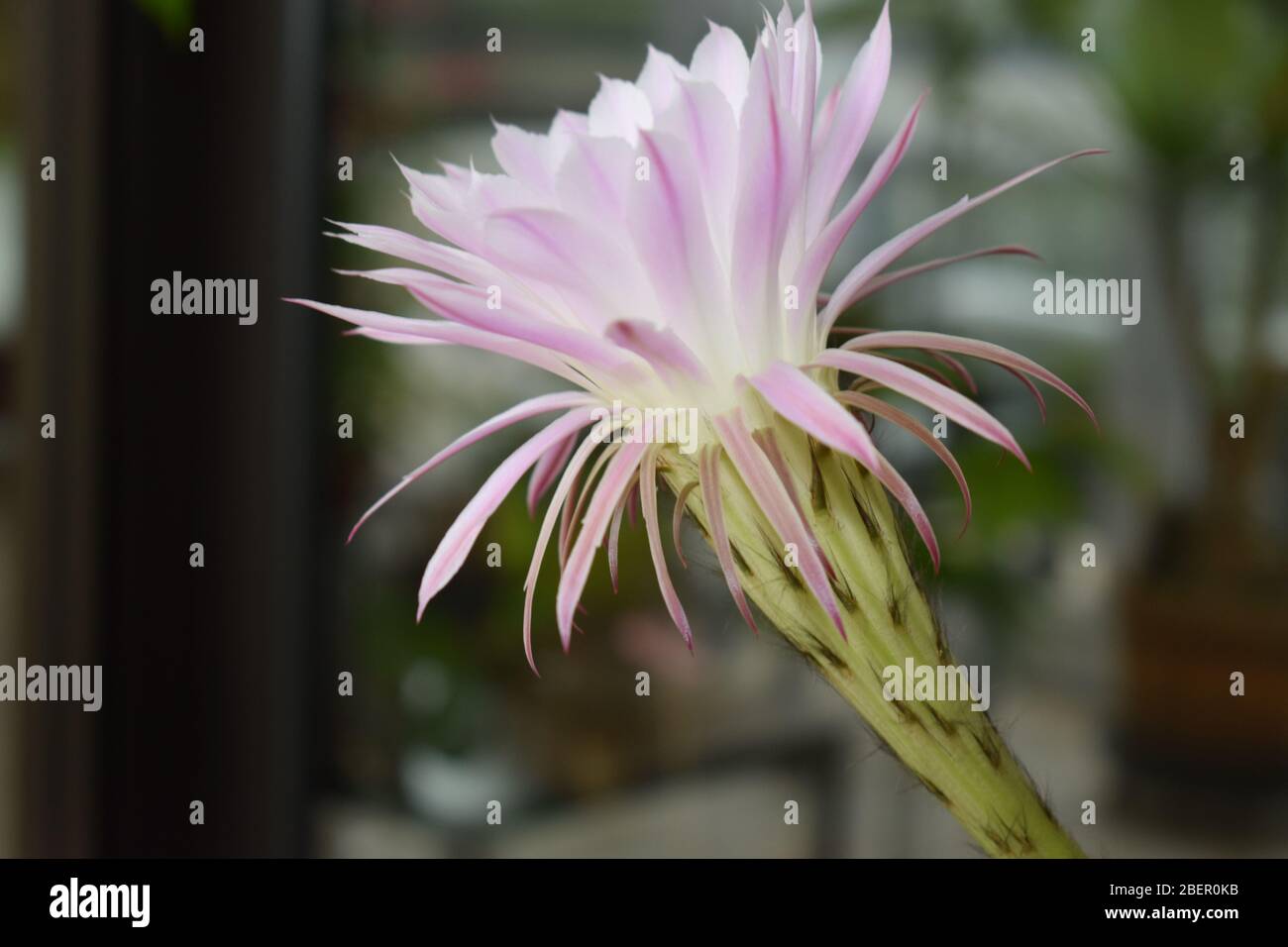 queen of the night cactus blooming Stock Photo - Alamy
