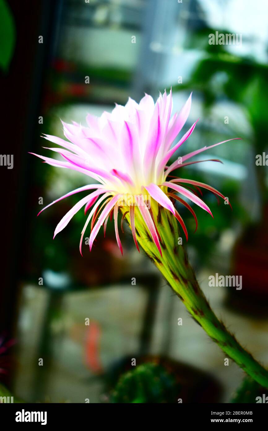 queen of the night cactus blooming Stock Photo - Alamy