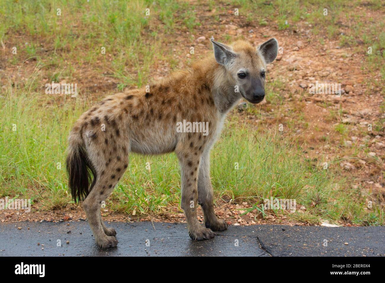 Hyena on the road hi-res stock photography and images - Alamy