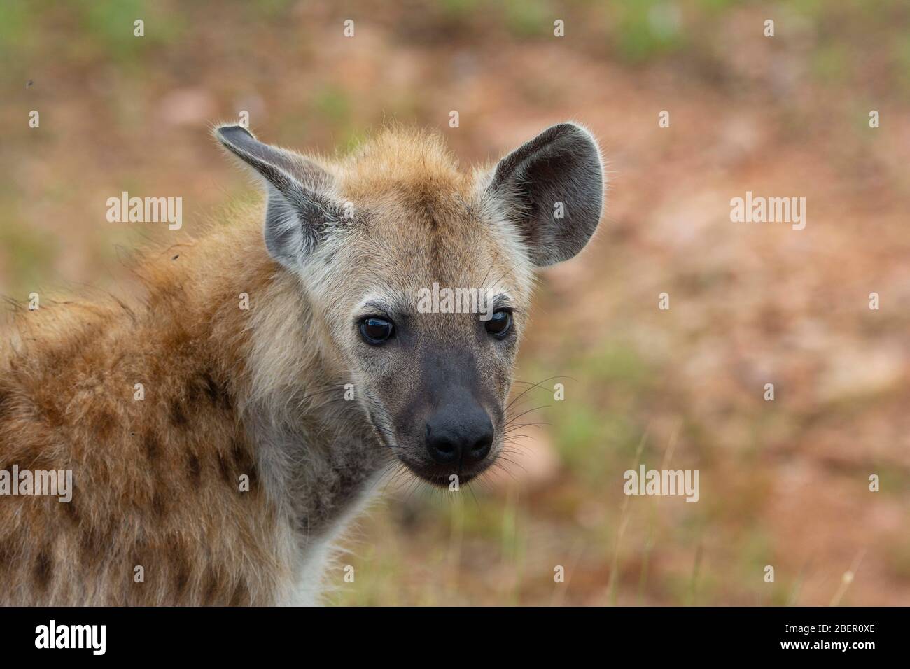 Small hyena relaxing beside the road on a safari Stock Photo - Alamy
