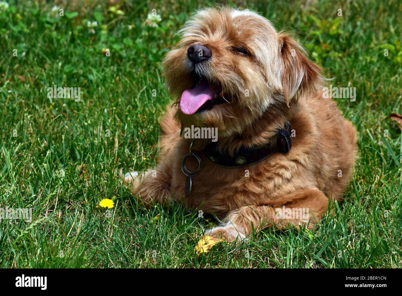 Cute and handsome dog Stock Photo - Alamy